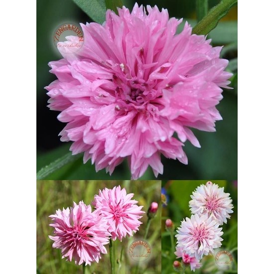 Zengarden Pembe Peygamber Çiçeği Tohumu Centaurea Cyanus Fiyatı