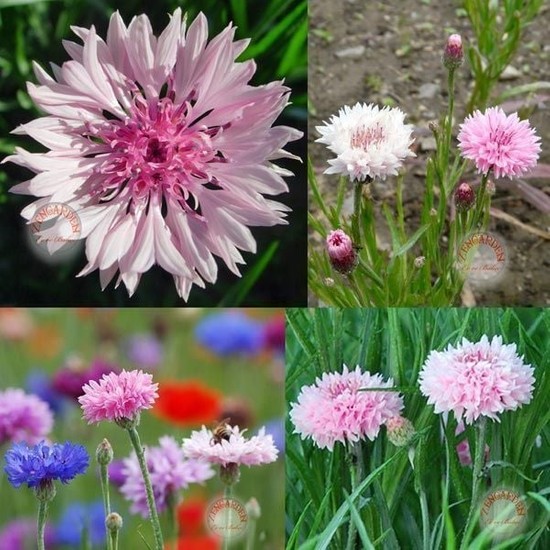 Zengarden Pembe Peygamber Çiçeği Tohumu Centaurea Cyanus Fiyatı