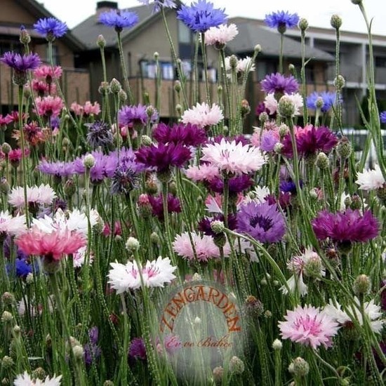 Zengarden Peygamber Çiçeği Tohumu Centaurea Cyanus Fiyatı