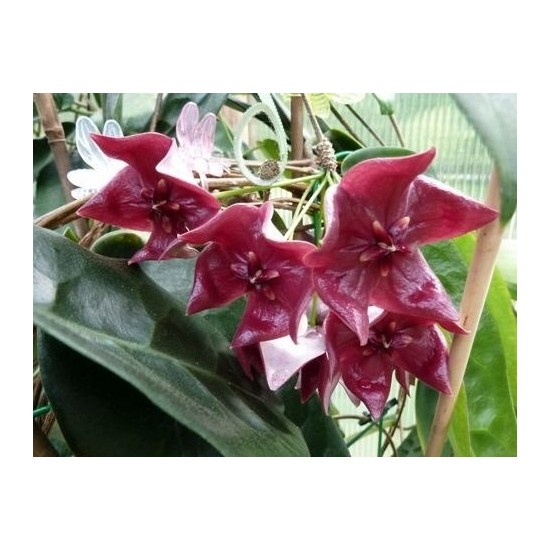 Antalya Tropik Sera Hoya Mega Laster - Kokulu Mum Çiçeği Fiyatı