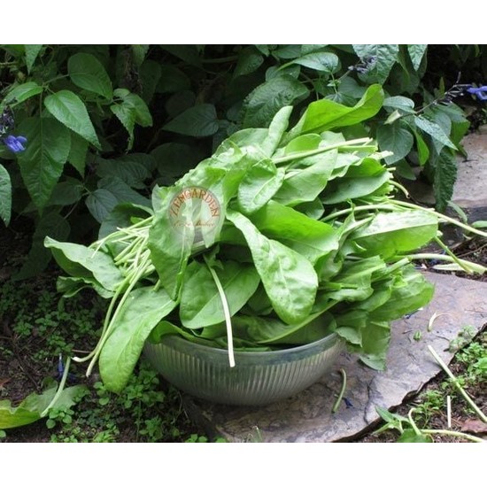 Zengarden Geniş Yapraklı Kuzukulağı Tohumu Ekşi Otu Labada Fiyatı