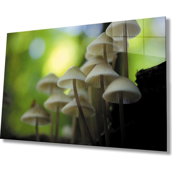 Rocco Shop Mantar Bitki Yeşil Cam Tablo Fiyatı - Taksit Seçenekleri