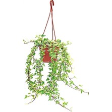 Dış Mekan Sarmaşık Bitki Çeşitleri ve Fiyatları | %29 indirim