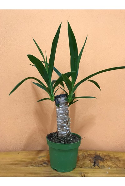 Blush Flower Tek Dal Yuka Yucca Bitkisi Blush Flower Tek Dal Yuka Yucca Bitkisi