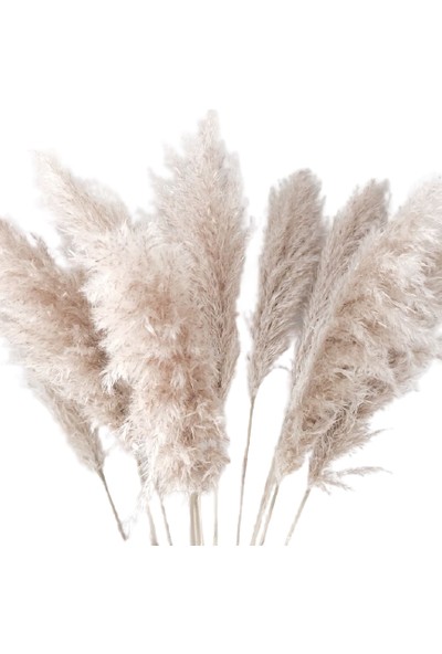 Tunalar Pampas Doğal 100CM Şoklanmış Dökülmez 10 Adet Tunalar Pampas Doğal 100CM Şoklanmış Dökülmez 10 Adet