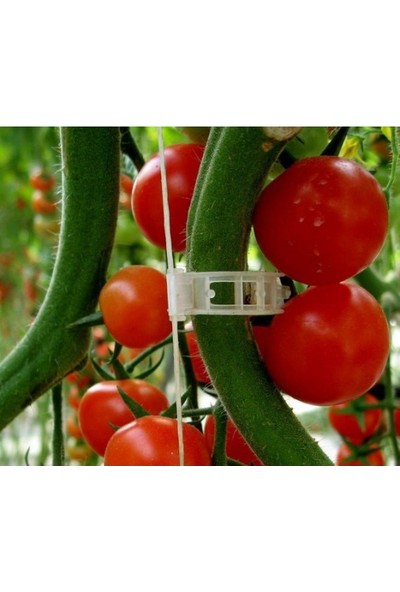 Cmr Domates Klipsi 25 mm 50'li