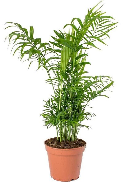 Sevgisera Areka Palmiyesi-Chamaedorea Elegans - Ev ve Ofis Bitkisi Sevgisera Areka Palmiyesi-Chamaedorea Elegans - Ev ve Ofis Bitkisi