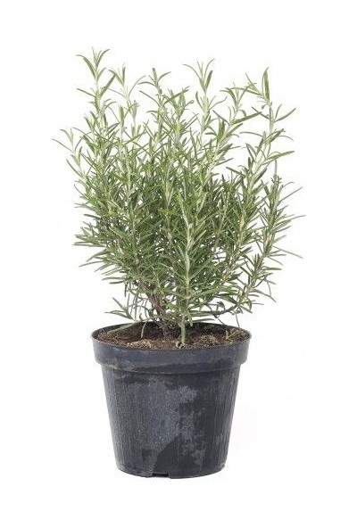 Taşkar Peyzaj Biberiye Çiçeği Fidanı - Tüplü - 40-50 cm