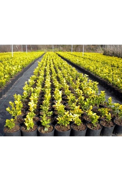 Taşkar Peyzaj Gold Taflan Fidanı ( Saksılı - 20-30 cm