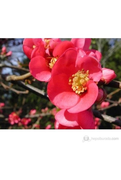 Taşkar Peyzaj Bahar Dalı Fidanı Tüplü