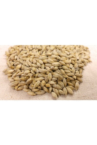 Arpacı Arpa Tohumu 1 kg Doğal Arpa Tohumu Arpa Çimi Tohumları Arpacı Arpa Tohumu 1 kg Doğal Arpa Tohumu Arpa Çimi Tohumları