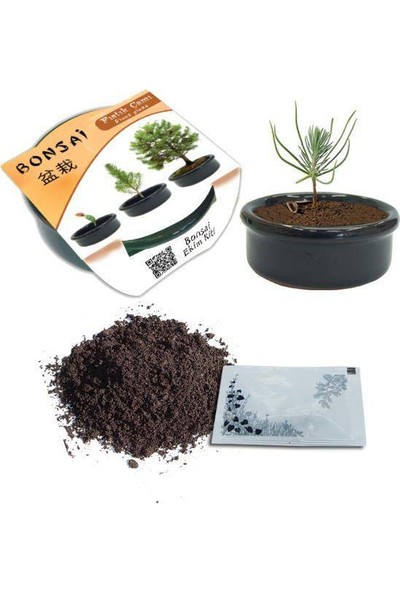 Goodsstore Bonsai Fıstık Çamı Ekim Kiti