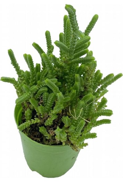 Sukulent Bahçem Crassula Muscosa Prenses Çamı