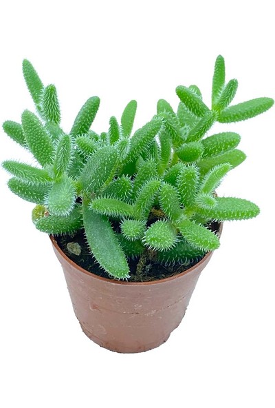Sukulent Bahçem Delosperma Echinatum