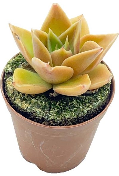 Sukulent Bahçem Echeveria Mexicana