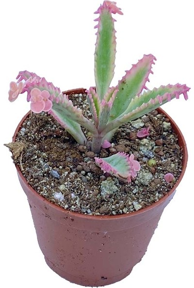 Sukulent Bahçem Kalanchoe Pink Butterfly Pembe Aşkın Gözyaşları