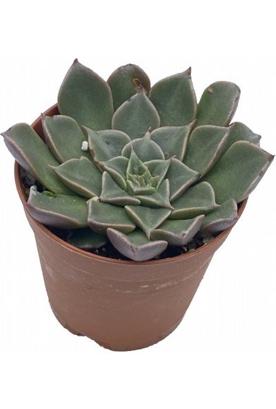 Sukulent Bahçem Graptopetalum Bellum (Tacitus Bellus )