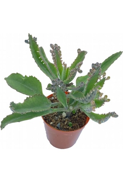 Sukulent Bahçem Kalanchoe Daigremontiana - Aşkın Gözyaşları