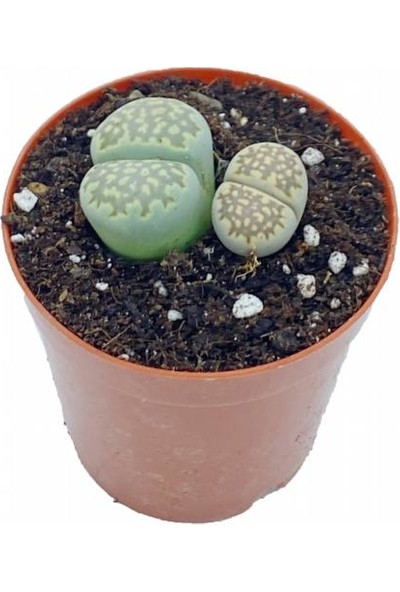Sukulent Bahçem Lithops - Little Brain - Beyin Taş Kaktüs Sukulent Bahçem Lithops - Little Brain - Beyin Taş Kaktüs