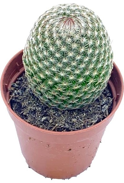 Sukulent Bahçem Mammillaria Lanata