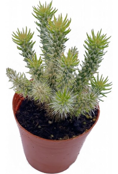 Sukulent Bahçem Opuntia Spinosior Sukulent Bahçem Opuntia Spinosior