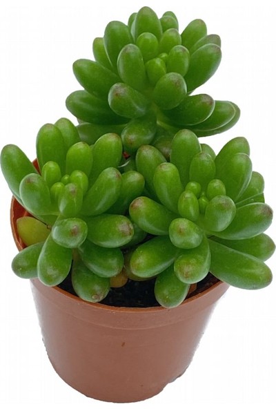 Sukulent Bahçem Sedum Rubrotinctum