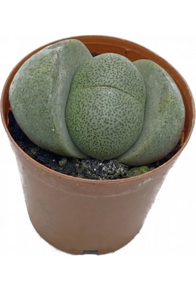 Sukulent Bahçem Pleiospilos Nelii - Taş Kaktüs