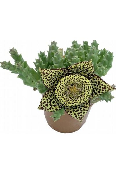 Sukulent Bahçem Stapelia Var. Minima Leş Kaktüsü