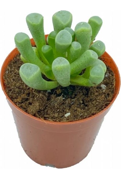 Sukulent Bahçem Fenestraria Aurantiaca - Baby Finger- Bebek Parmağı Sukulent Bahçem Fenestraria Aurantiaca - Baby Finger- Bebek Parmağı