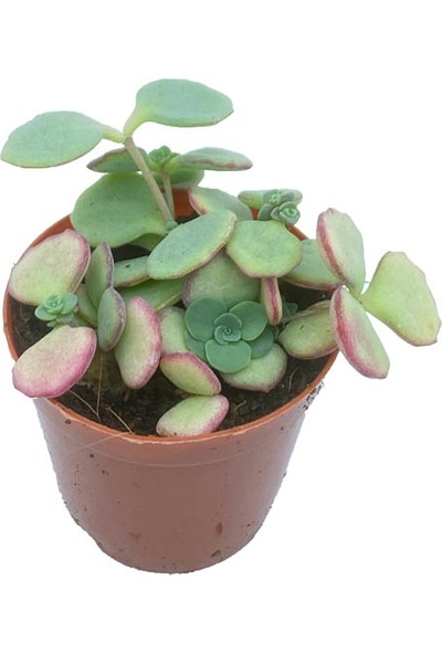 Sukulent Bahçem Sedum Sieboldii