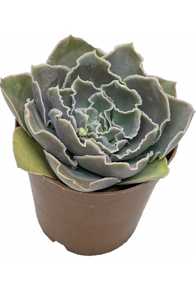 Sukulent Bahçem Echeveria Shaviana Peregrina