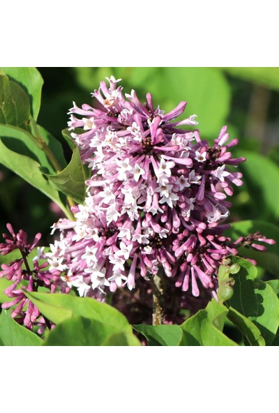 Renk Sepeti Leylak Ağacı 6080 cm