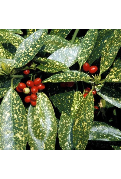 Renk Sepeti Akuba Japon Defnesi Xxl 6080 cm