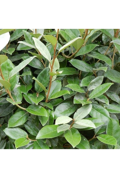 Renk Sepeti Süs Iğdesi Yeşil Elaeagnus