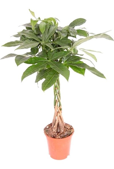 Renk Sepeti Pachira - Para Ağacı