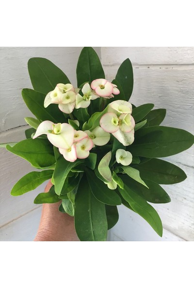 Renk Sepeti Euphorbia Milii - Dikenler Tacı Renk Sepeti Euphorbia Milii - Dikenler Tacı
