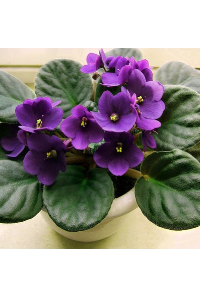 Renk Sepeti Saintpaulia - Afrika Menekşesi Renk Sepeti Saintpaulia - Afrika Menekşesi