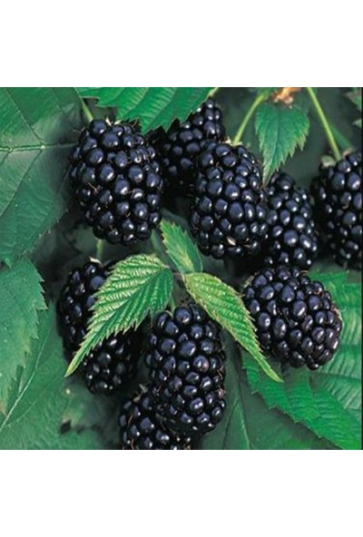 Renk Sepeti Aşılı Böğürtlen Fidanı 3 - 4 Yaş