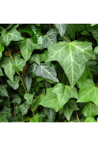 Renk Sepeti Duvar Sarmaşığı Yeşil Hedera 125 - 150 cm Boyunda