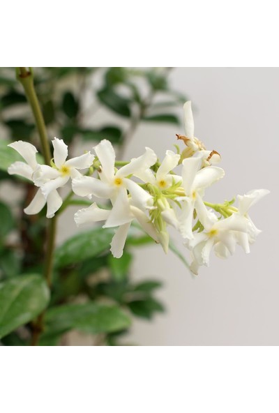 Renk Sepeti Arap Yasemini 125 - 150 cm Boyunda Renk Sepeti Arap Yasemini 125 - 150 cm Boyunda