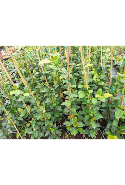 Enfidan Yasemin (Jasminium) Sarmaşık - 150 cm