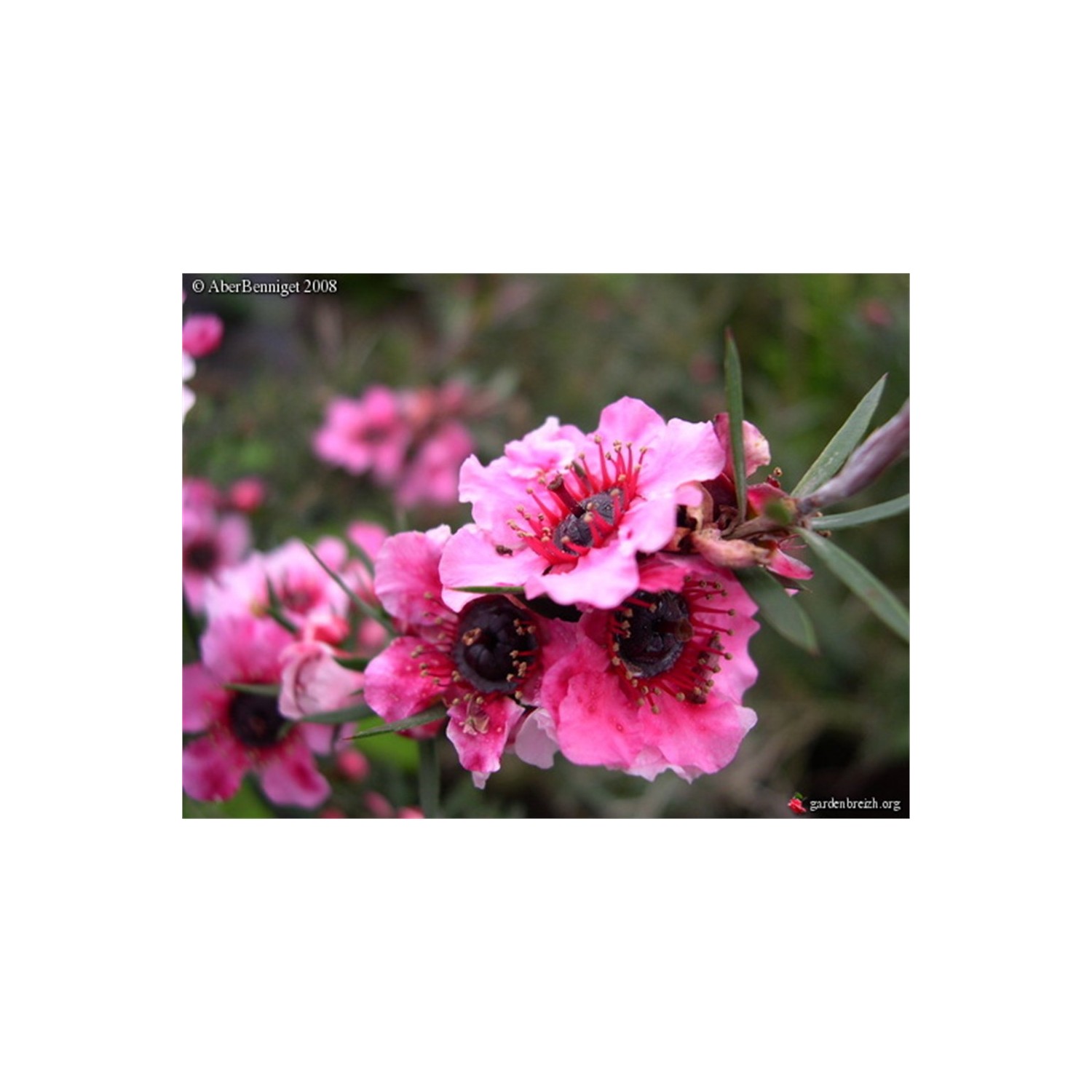 1001fidan Leptospermum Scoparium Coral Candy, Okyanus Fiyatı