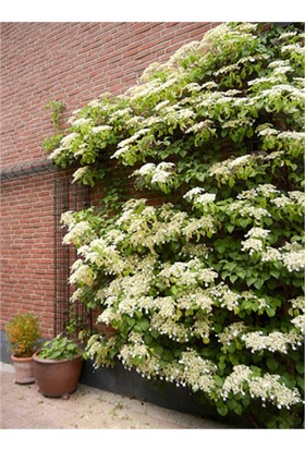 Dış Mekan Sarmaşık Bitki Çeşitleri ve Fiyatları | %29 indirim