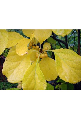 Dış Mekan Sarmaşık Bitki Çeşitleri ve Fiyatları | %29 indirim - Sayfa 4