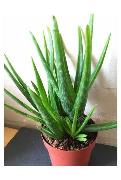Aloe Vera Bitkisi , Boy 40-50 Cm , En Az 4 Köklü Ürün Aloe Vera Bitkisi , Boy 40-50 Cm , En Az 4 Köklü Ürün