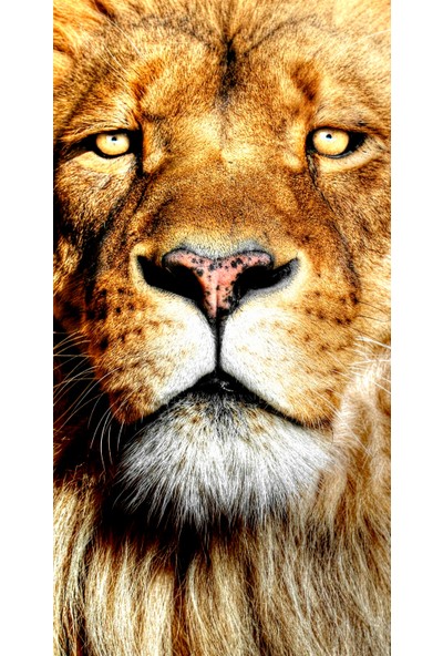 Yorkadesign Plaj Havlusu Aslan Desenli