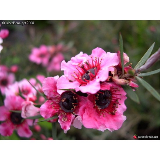 1001fidan Leptospermum Scoparium Coral Candy, Okyanus Fiyatı