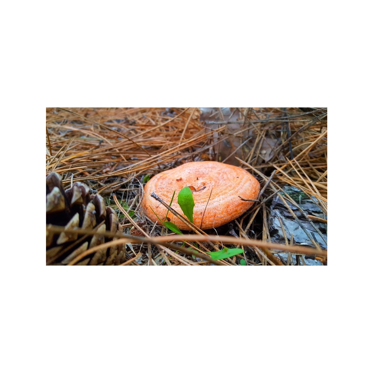 Mantarcı Anne Kanlıca (Çintar) Mantar Tohumu 200 Gram Fiyatı
