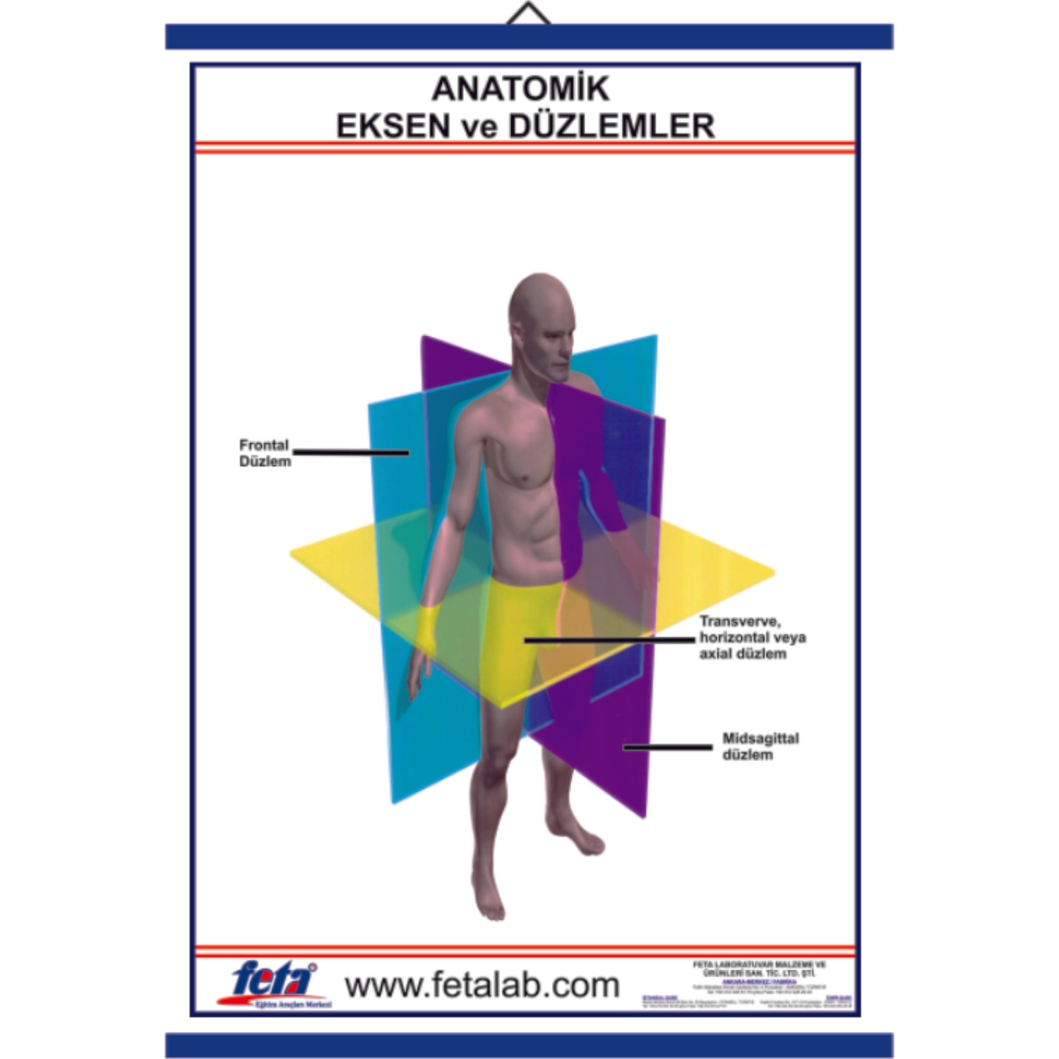 Edulab Anatomik Eksen ve Düzlemleri Gösteren Eğitim Plakası Fiyatı