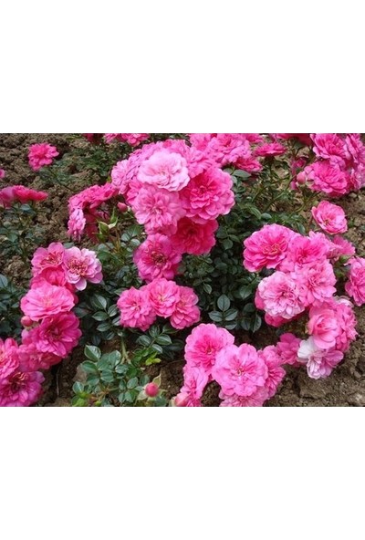 Taşkar Peyzaj Pembe Gül Fidanı Yediveren - Kokulu ( Tüplü ) Taşkar Peyzaj Pembe Gül Fidanı Yediveren - Kokulu ( Tüplü )